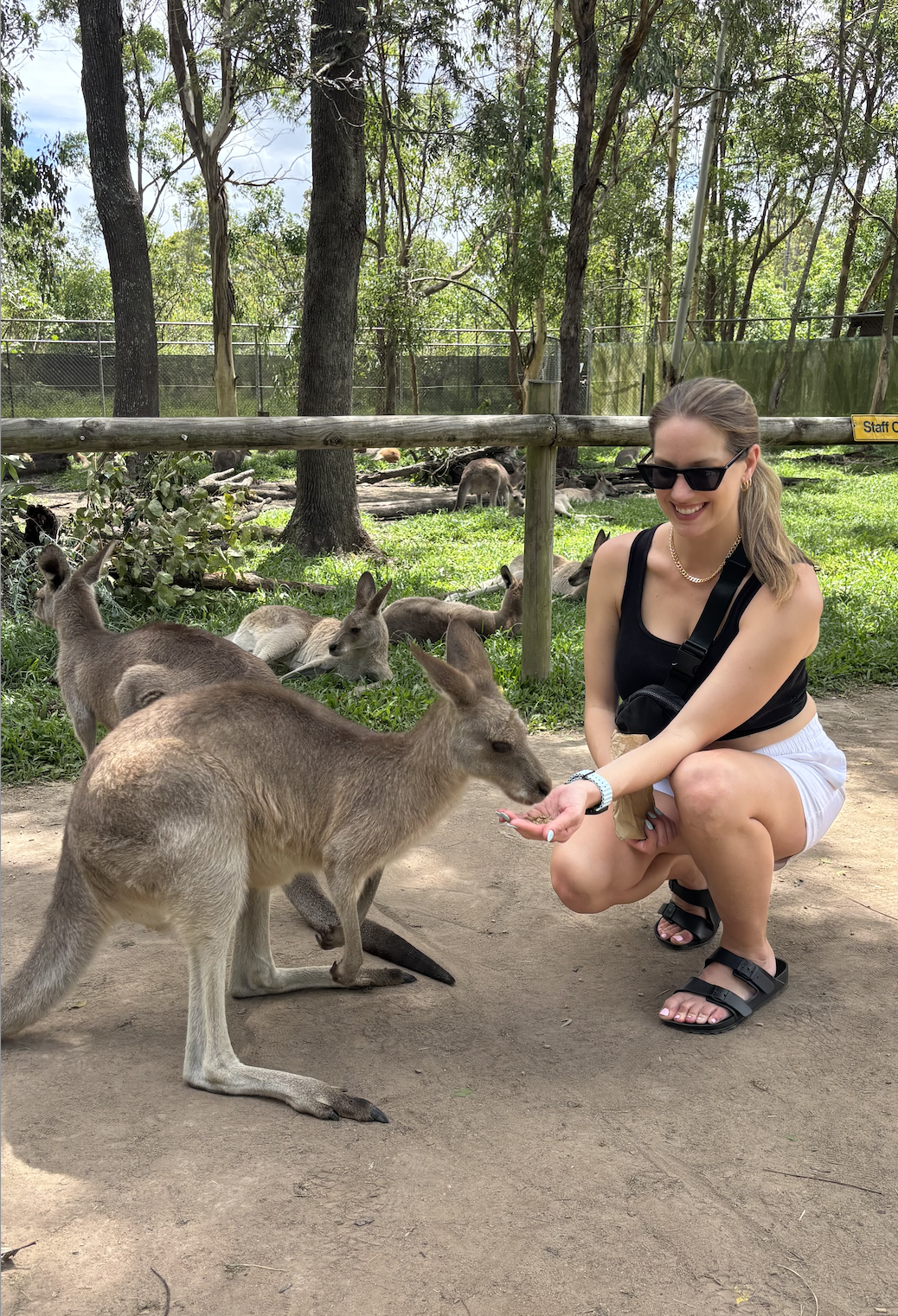 I went to the world’s largest koala sanctuary in Brisbane, Australia. Here's what no one tells ...